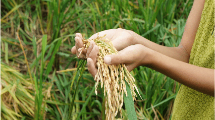 Food Security: Importance and Pillars | SafetyCulture